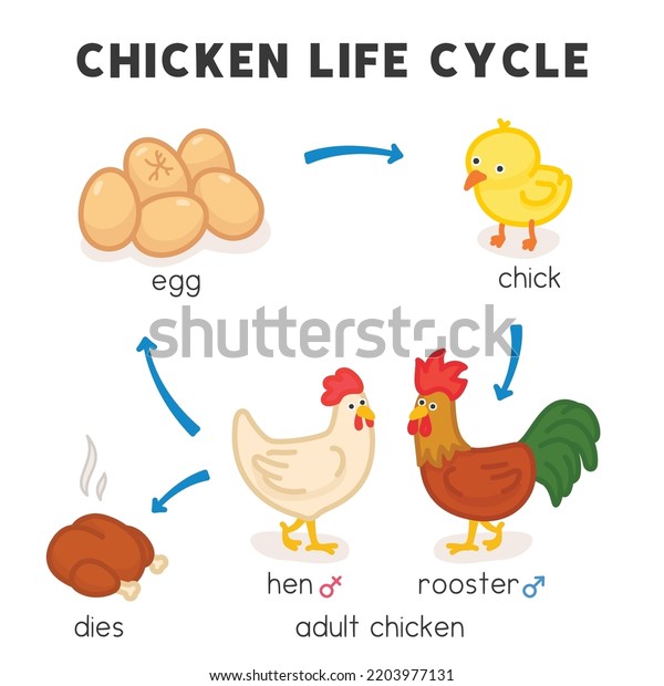 Chicken Life Cycle Diagram Chart Science Stock Vector (Royalty Free ...