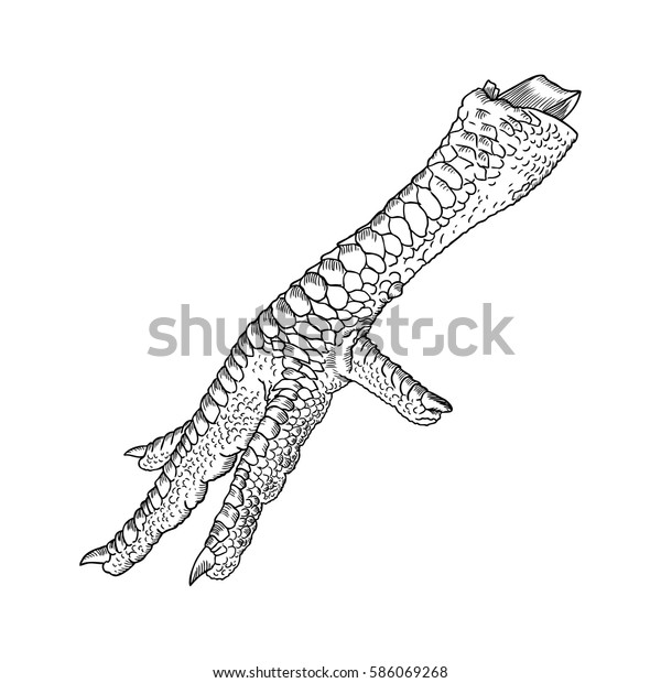 Chicken Rooster Turkey Foot Hand Drawing Stock Vector (Royalty Free ...