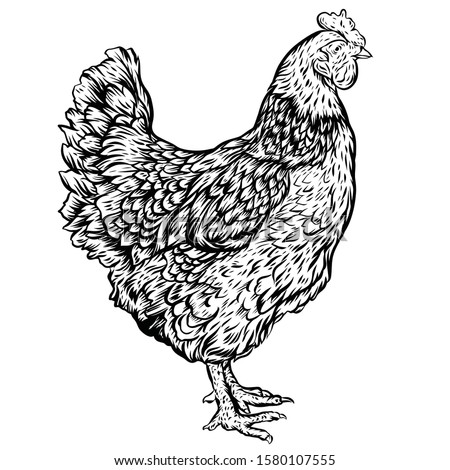 Chicken Line Drawing | Free download on ClipArtMag