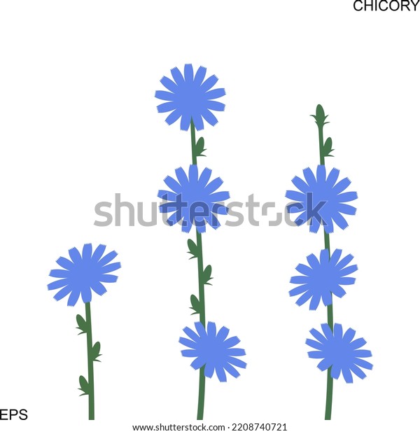 Chicory Flower Logo Isolated Chicory Flower Stock Vector (Royalty Free ...