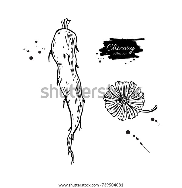 Chicory Flower Root Vector Superfood Drawing Stock Vector (Royalty Free ...