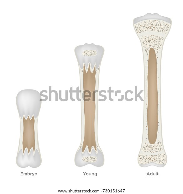 child bone growing to adult bone vector