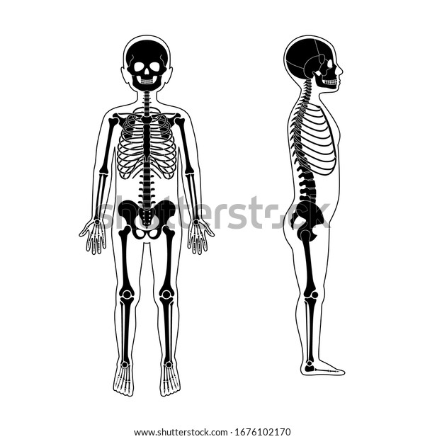 Child Boy Skeleton Anatomy Front Side Stock Vector (Royalty Free ...