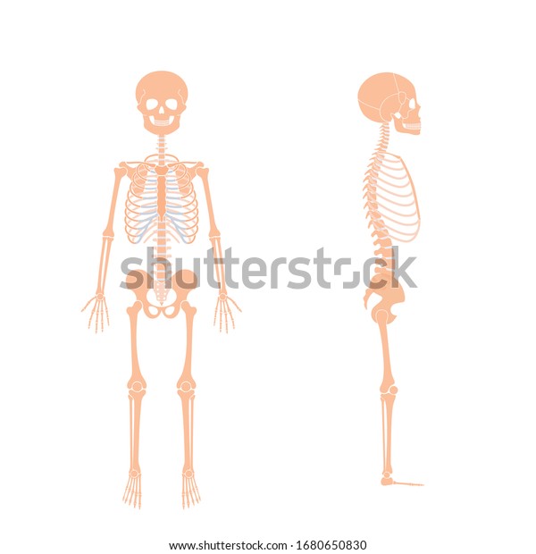 Child Boy Skeleton Anatomy Front Side Stock Vector (Royalty Free ...