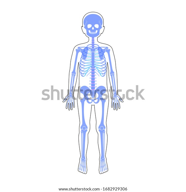 Child Boy Skeleton Anatomy Front View Stock Vector (Royalty Free ...
