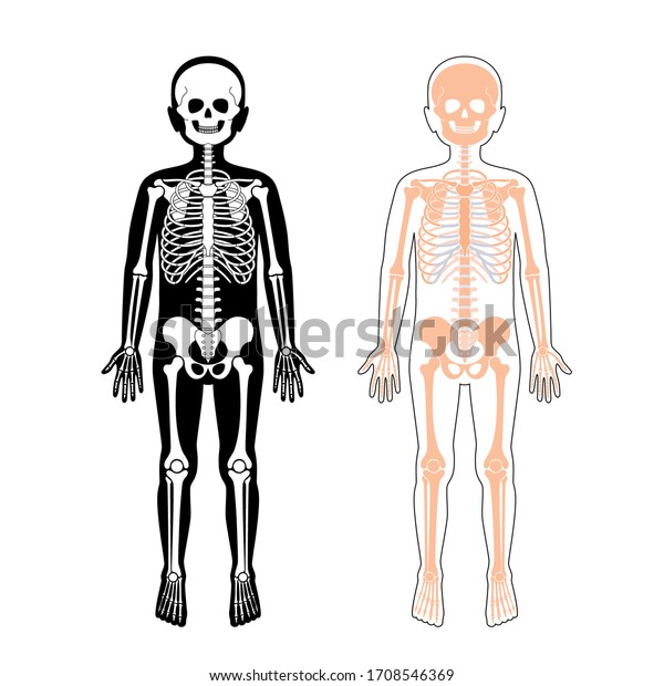 Child Boy Skeleton Anatomy Front View: Vector có sẵn (miễn phí bản ...