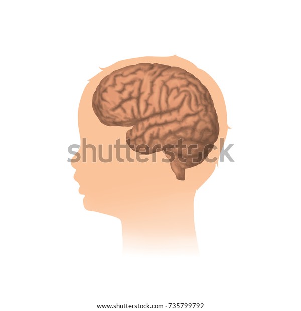 Child Head Brain Vector Mecdical Illustration Stock Vector (Royalty ...