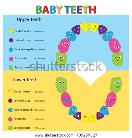 Children Teeth Anatomy Dental Teeth Chart Stock Vector (Royalty Free ...