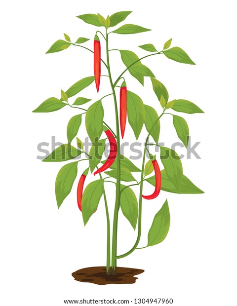 Chili Plant Vector Design Stock Vector (Royalty Free) 1304947960 ...
