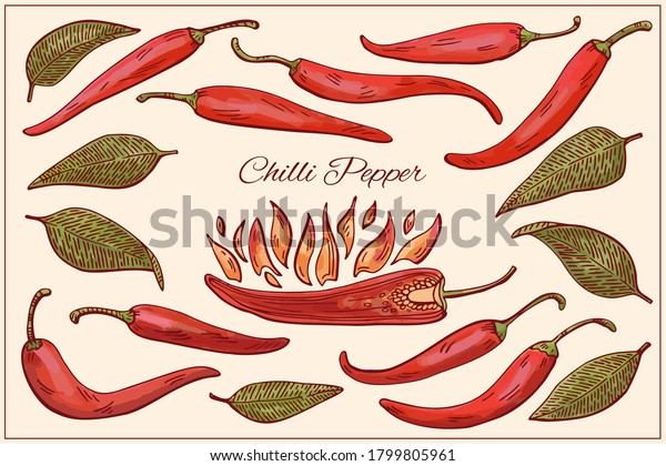 Chilli Pepper Botanical Hand Drawn Illustration Stock Vector (Royalty ...