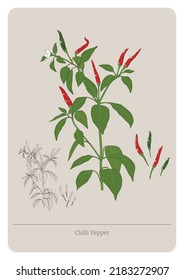 Chilli Pepper Capsicum Annuum Plant Vector Stock Vector (Royalty Free ...