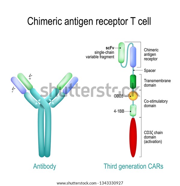 Chimeric Antigen Receptor T Cell Antibody Stock Vector (Royalty Free ...