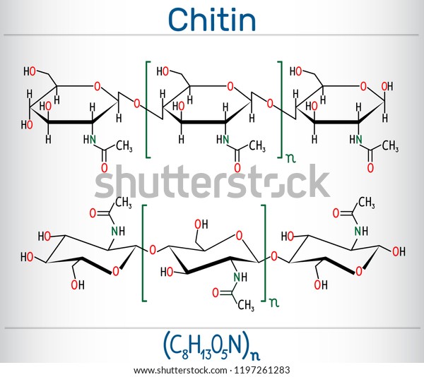 Chitin Molecule Natural Compound Group Nitrogencontaining Stock Vector (Royalty Free) 1197261283