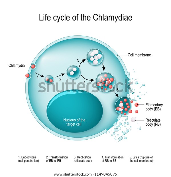 Chlamydia Life Cycle Bacteria Sexually Transmitted Stock Vector ...