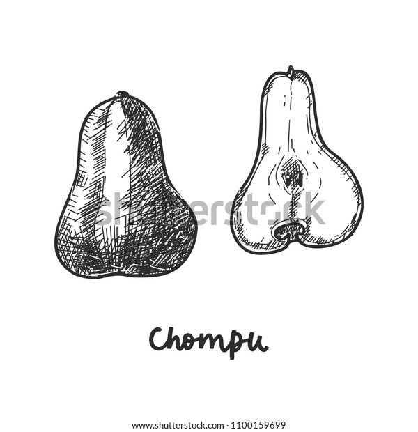 Chompu Hand Drawn Sketch Style Vector Stock Vector (Royalty Free ...