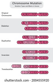 Chromosome Mutation Types Effects Human Stock Vector (Royalty Free ...