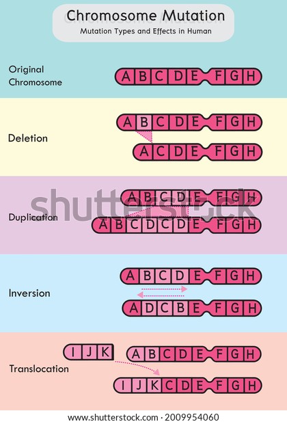 Chromosome Mutation Types Effects Human Stock Vector (Royalty Free ...