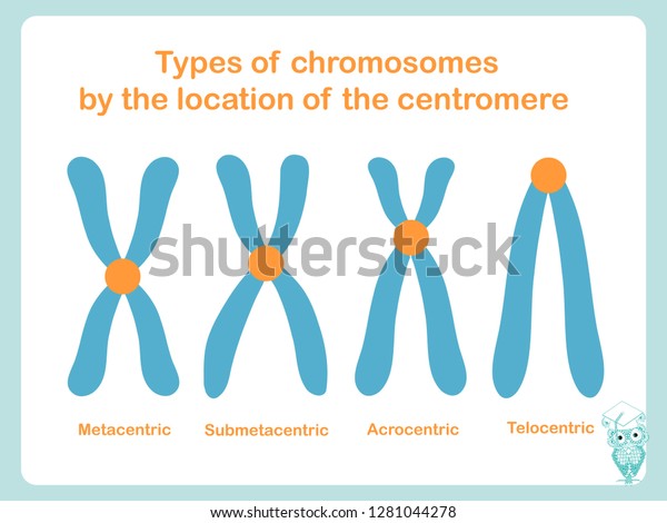 Chromosome Type According Position Centromere Metacentric 库存矢量图(免版税 ... Chromosome Type According Position Centromere Metacentric 库存矢量图(免版税 ...