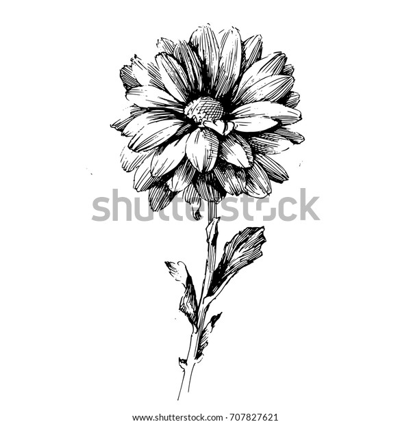 Dibujo de Tinta crisantemo ilustración de flor vectorial y arte de ...
