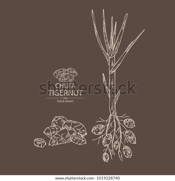 Chufa Tiger Nut Tuber Chufa Nuts Stock Vector (Royalty Free) 1019228740 ...