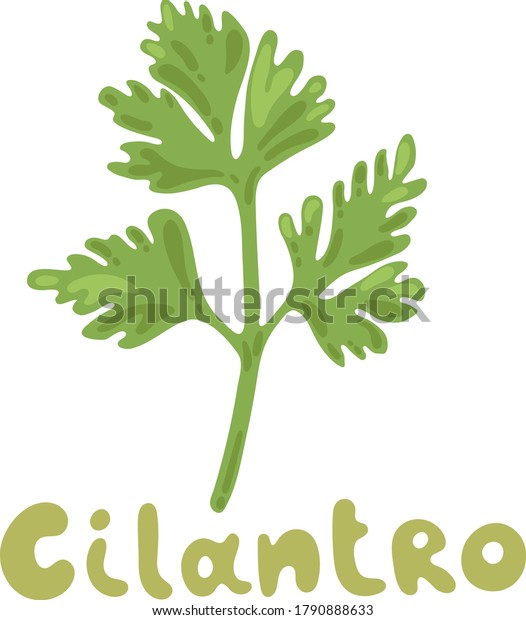 Cilantro Isolated On White Background Vector Stock Vector (Royalty Free ...