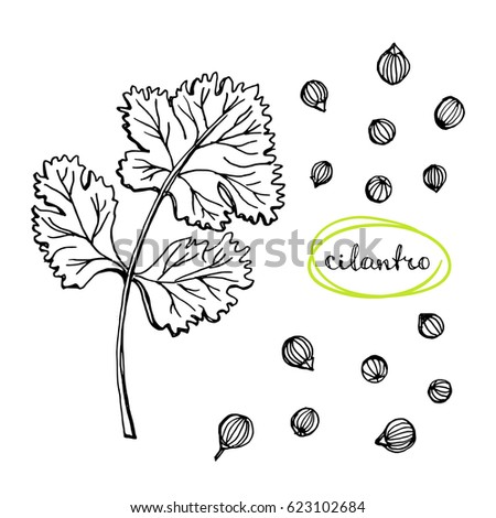 Cilantro Leaf Seeds Culinary Herbs Spices Stock Vector (Royalty Free ...