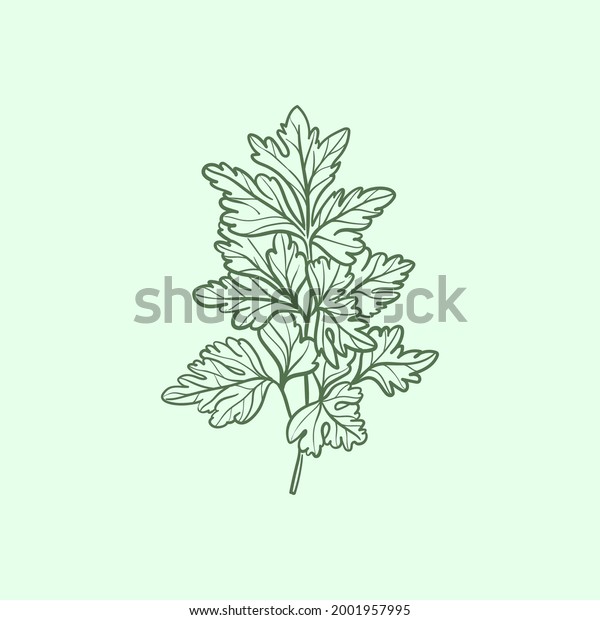 Cilantro Line Vector Illustration Detailed Food Stock Vector (Royalty ...