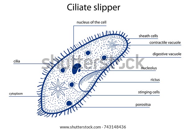 Ciliate Slipper Stock Vector (Royalty Free) 743148436 | Shutterstock
