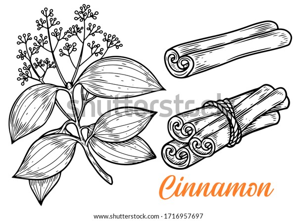 Cinnamon Hand Drawn Vector Illustration Plant Stock Vector (Royalty ...