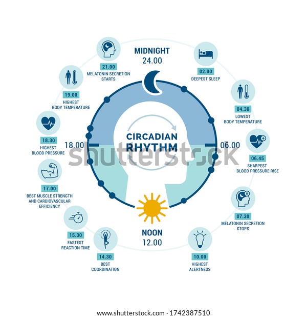 Circadian Rhythm Sleepwake Cycle How Exposure Stock Vector (Royalty ...