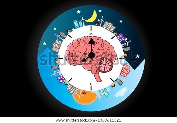 Circadian Rhythms Controlled By Circadian Clocks Stock Vector (Royalty ...