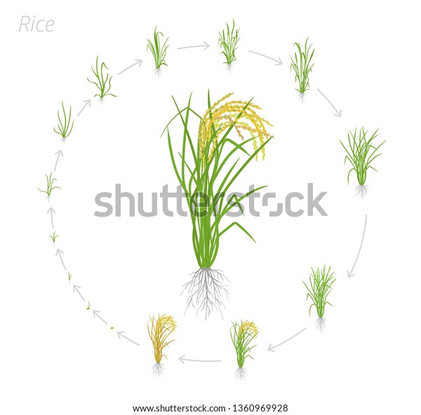 Circular Life Cycle Rice Growth Stages 스톡 벡터(로열티 프리) 1360969928 ...