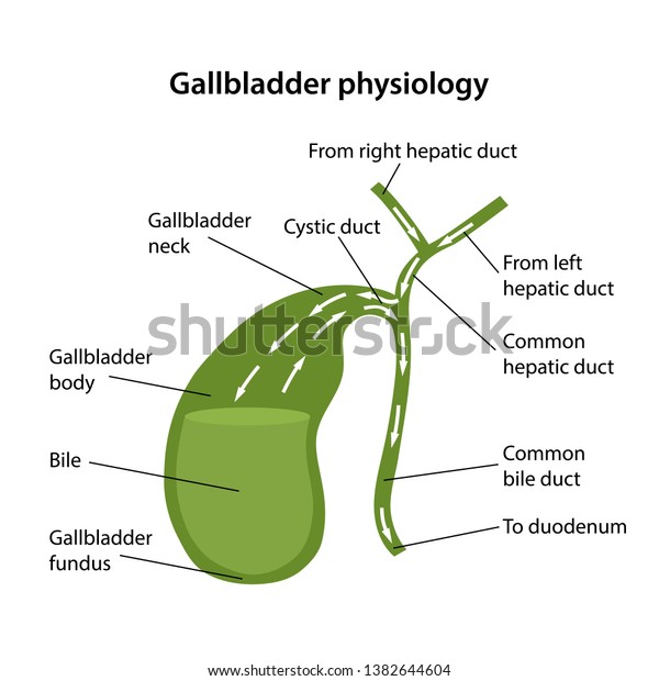 Circulation Bile Gallbladder Description Corresponding Parts Stock ...