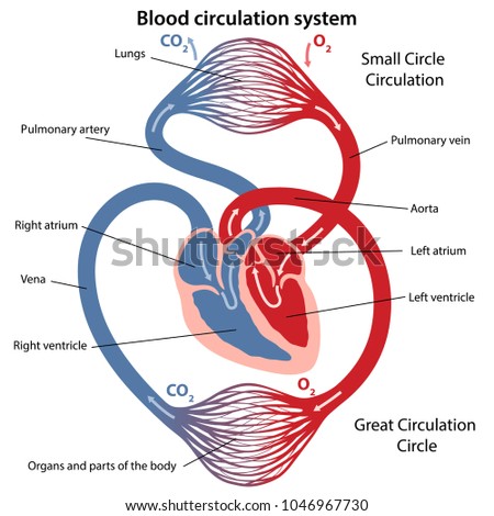 Circulation Blood Through Heart Cross Sectional arkivert vektor ...