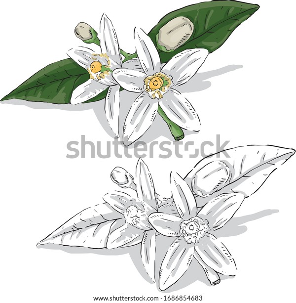 Citrus Flower Vector Illustration Colored Black Stock Vector (Royalty ...