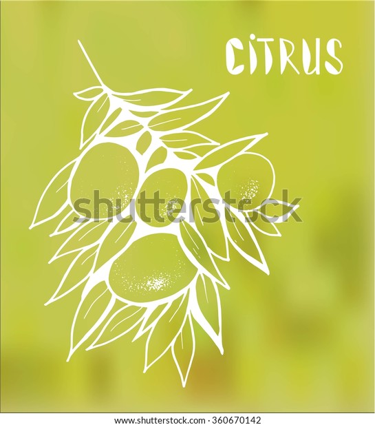 Citrus Sketch Vector Illustration Hand Drawn Stock Vector (Royalty Free ...