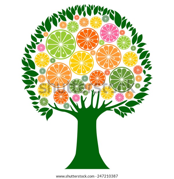 Citrus Tree Isolated On White Background Stock Vector (Royalty Free ...