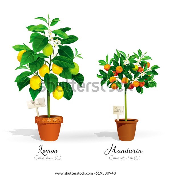 Citrus Trees Pots Their Latin Names Stock Vector (Royalty Free ...