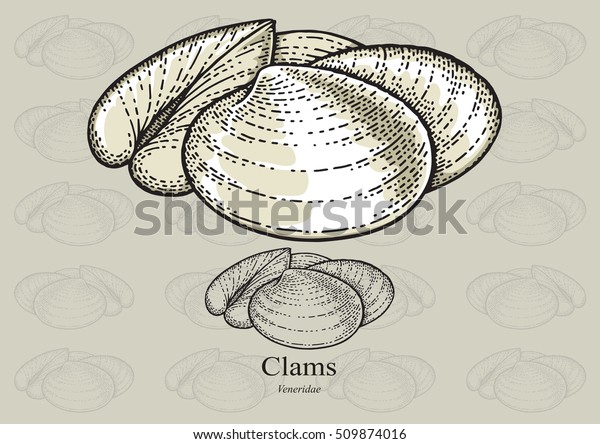 Clams Vector Illustration Refined Details Optimized Stock Vector ...