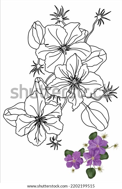 Climatis Flower Coloring Book Flowers Children Stock Vector (Royalty ...