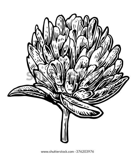 Clover Engraving Vintage Vector Black Illustration Stock Vector ...