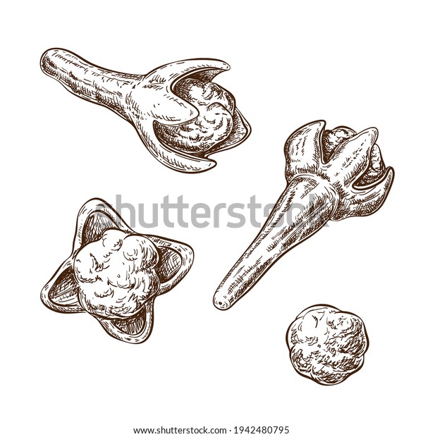 Cloves Sketch Set Isolated On White Stock Vector (Royalty Free ...