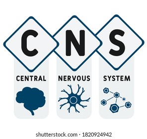 Cns Central Nervous System Acronym Medical Stock Vector (Royalty Free ...