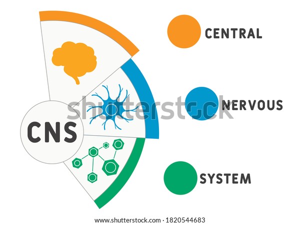 Cns Central Nervous System Acronym Medical Stock Vector (Royalty Free ...