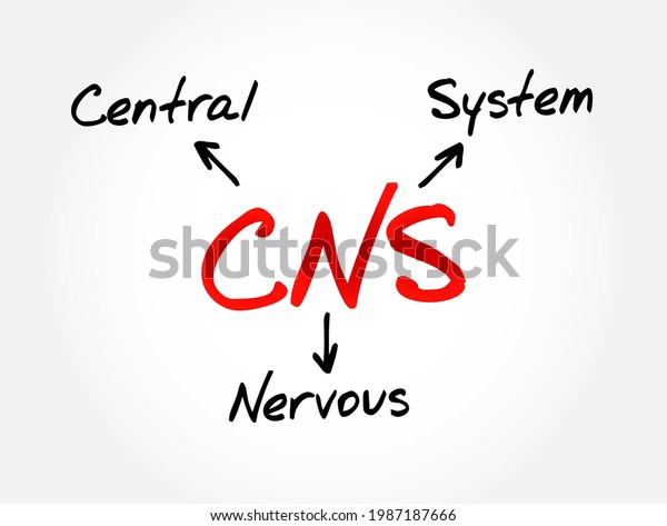 Cns Central Nervous System Acronym Medical Stock Vector (Royalty Free ...