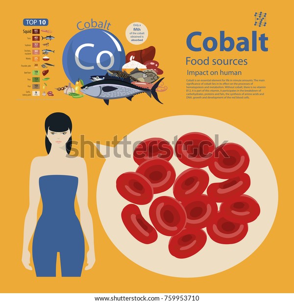 Cobalt Food Sources Food Products Maximum Stock Vector (Royalty Free ...