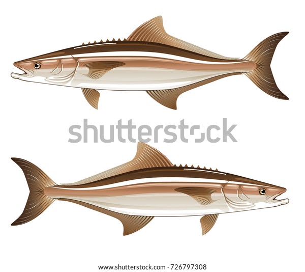 Cobia Game Fish Vector Illustration Stock Vector (Royalty Free ...