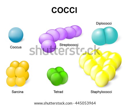 Coccus Cocci Type Bacteria Infecting Human Stock Vector (Royalty Free ...