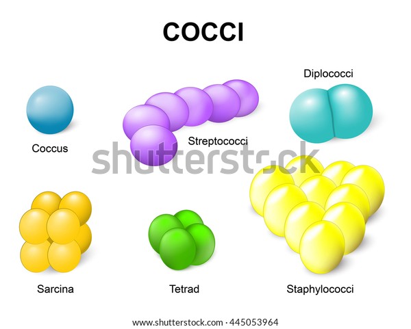 Coccus Cocci Type Bacteria Infecting Human Stock Vector (Royalty Free ...