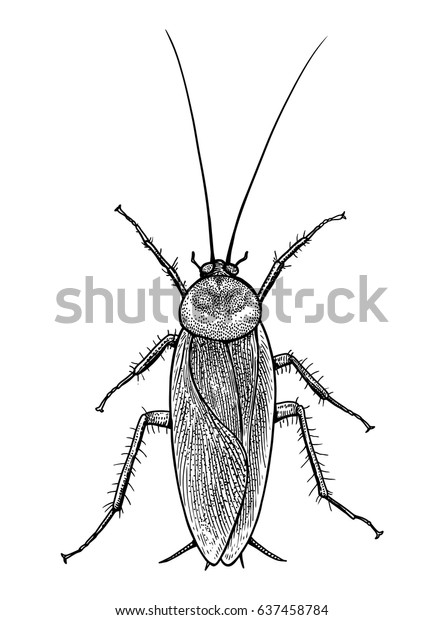 Cockroach Illustration Engraving Drawing Ink Vector Stock Vector ...